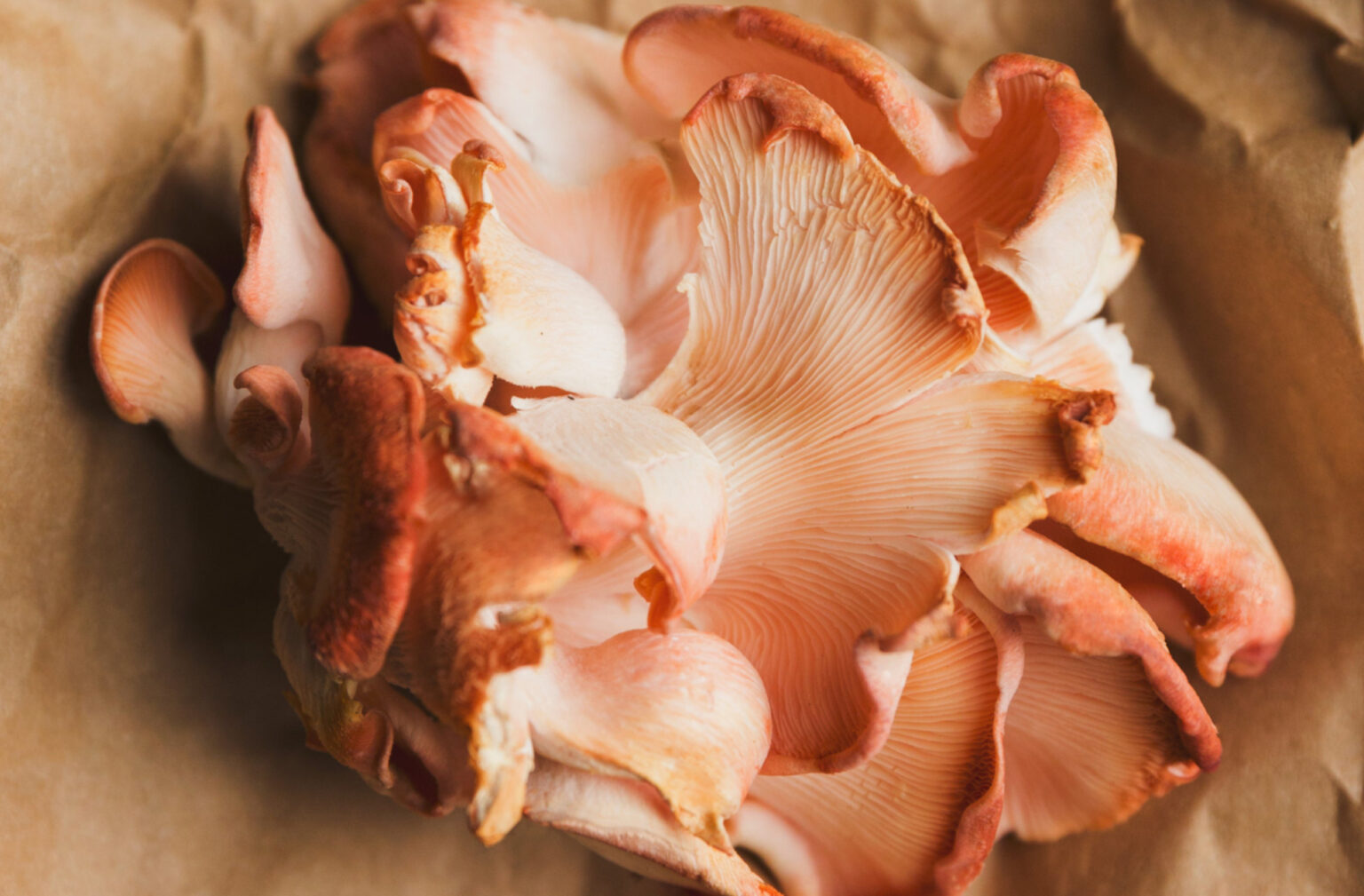 知らなきゃ損！？フランスでよく食べられる美味しいキノコ〜絶品パスタレシピ付き〜 | 南仏さんぽブログ