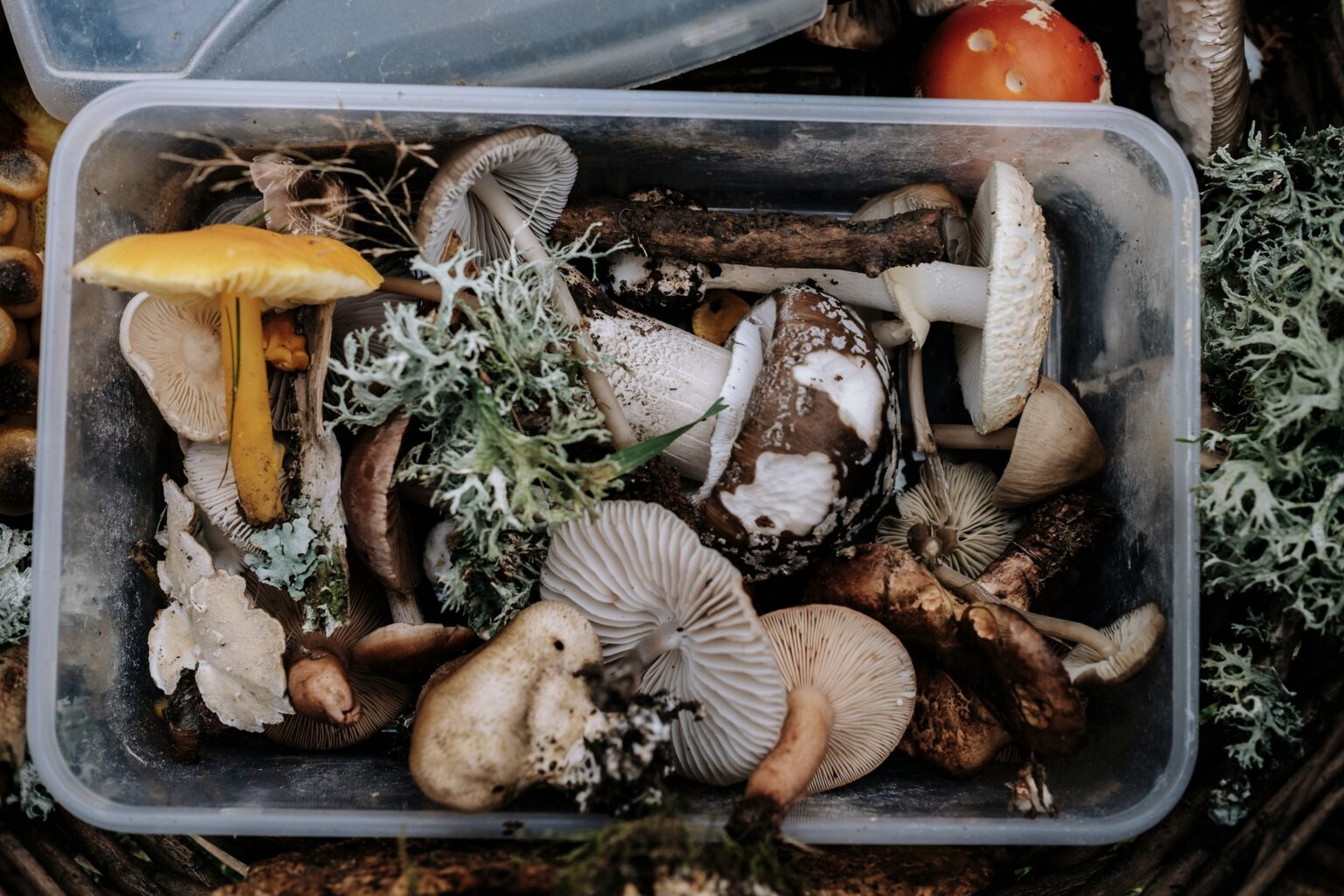 知らなきゃ損！？フランスでよく食べられる美味しいキノコ〜絶品パスタレシピ付き〜 | 南仏さんぽブログ